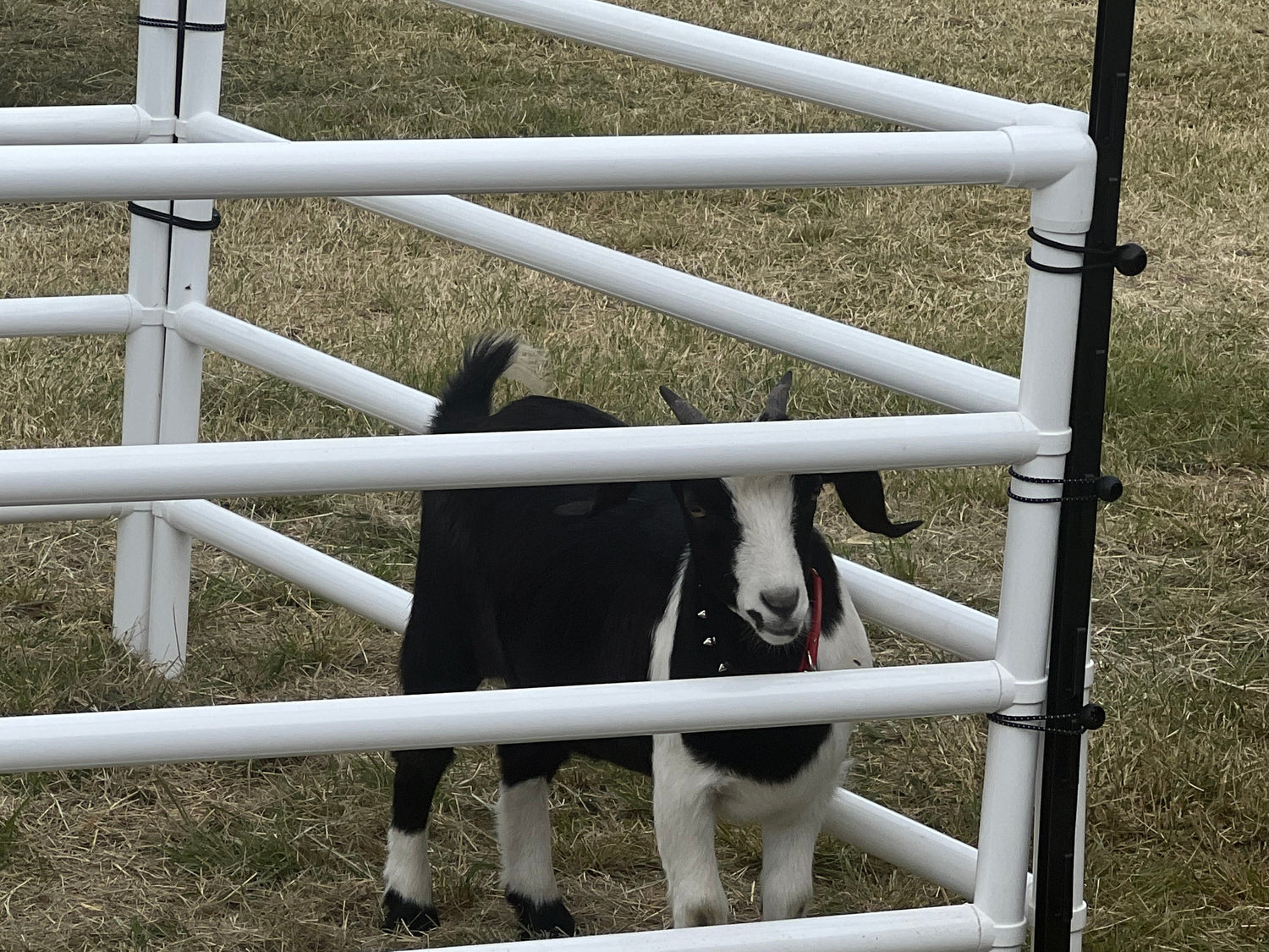 DIY Modular Kit: Mini/Goat Corral (4 Panels; 4 Rails) – Camp Corrals