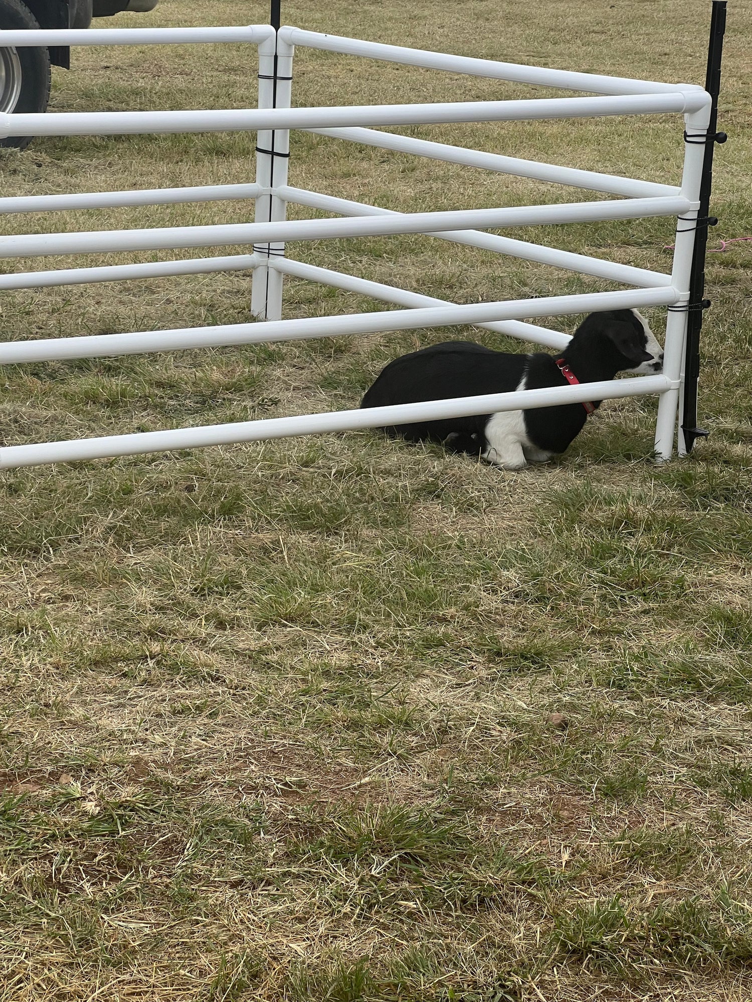 DIY Modular Kit: Mini/Goat Corral (8 Panels; 4 Rails) – Camp Corrals