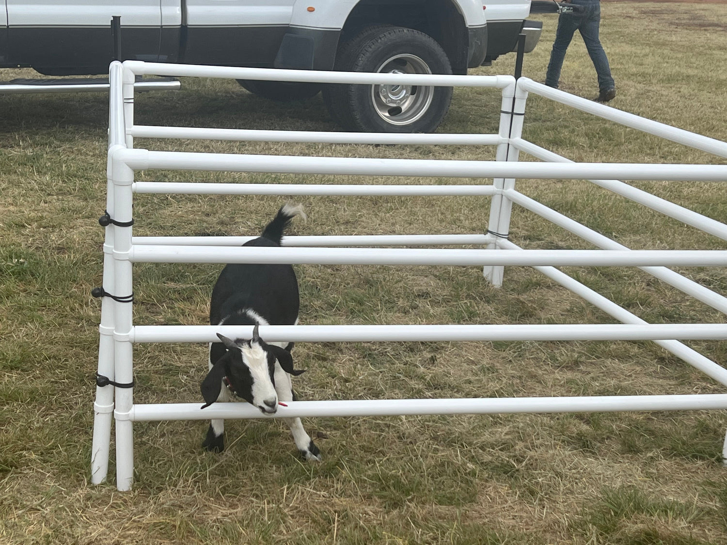 DIY Modular Kit: Mini/Goat Corral (4 Panels; 4 Rails) – Camp Corrals