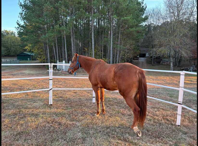 Modular Horse Corral Portable Panel Fencing: (Liberty 10 Panels; 3 Rai ...